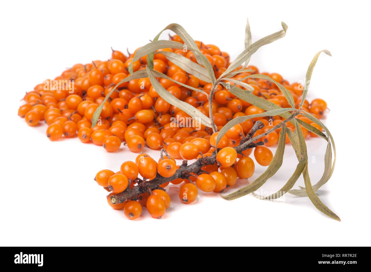 bunch of sea buckthorn berries isolated on white background Stock Photo ...