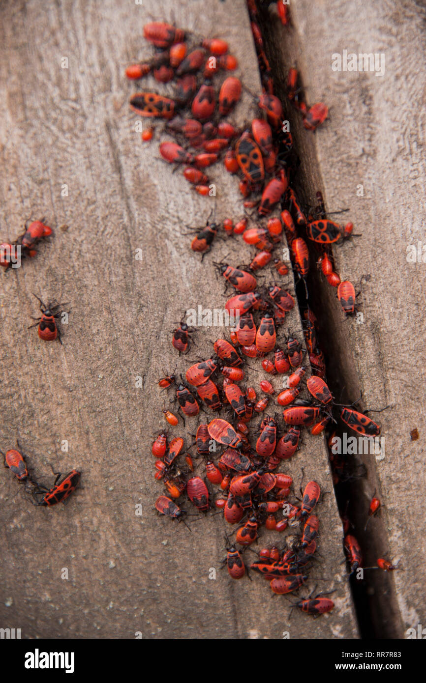 Red and black beetles hi-res stock photography and images - Alamy