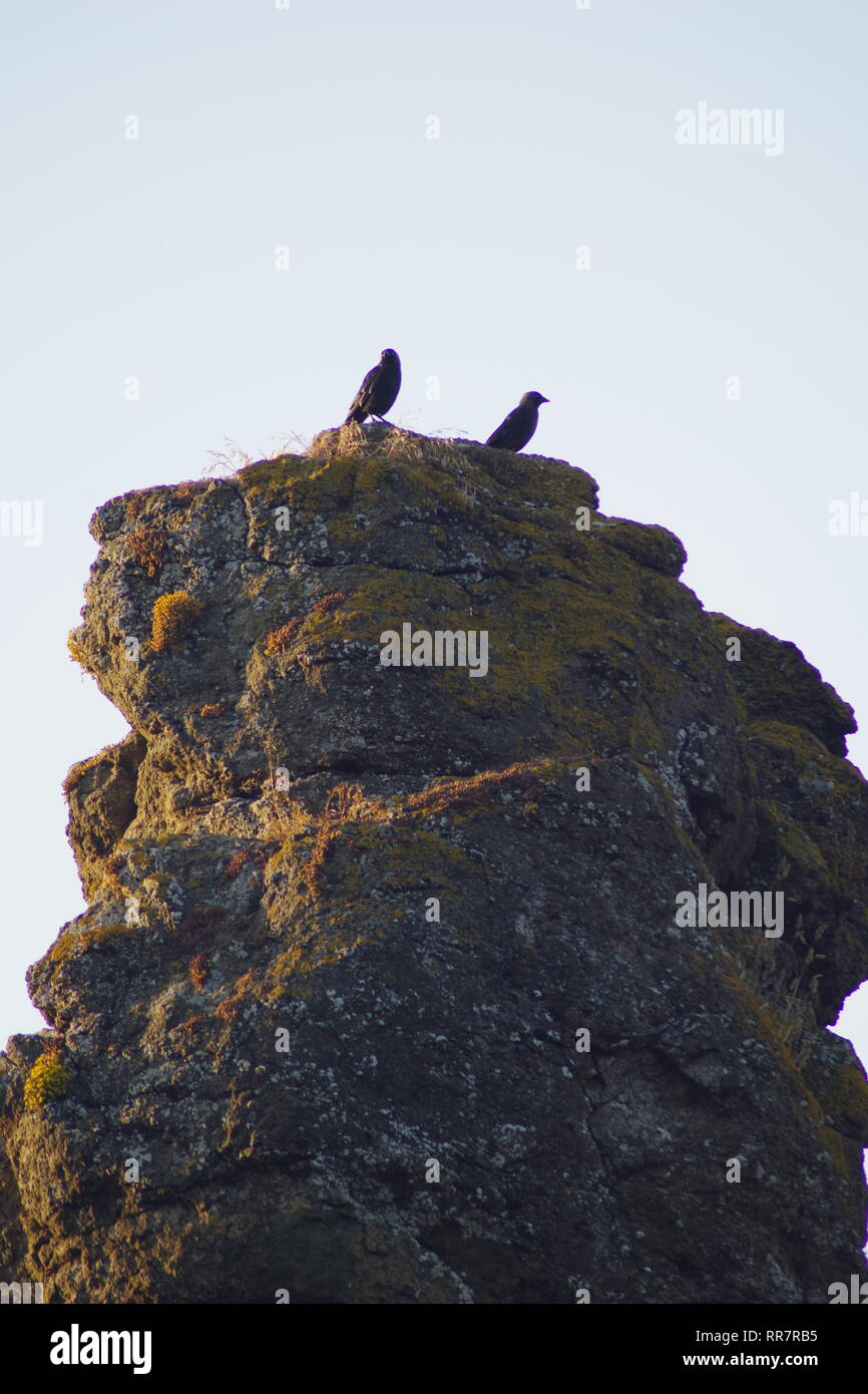 Jackdaws on The Rock and Spindle at Sunset. Volcanic Neck of Tuff and ...