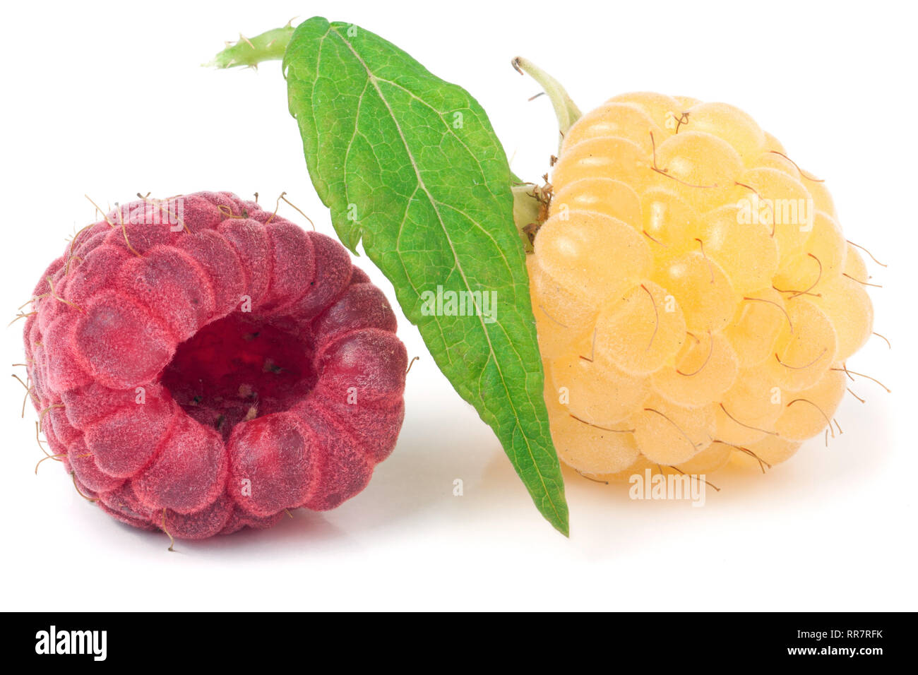 red and yellow raspberries with leaves on a white background Stock ...