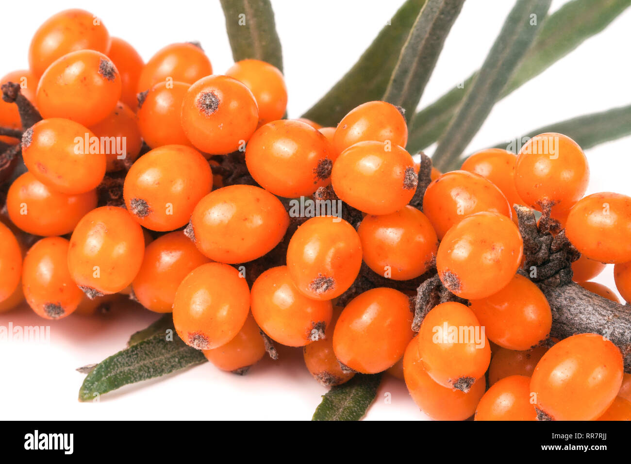 Sea buckthorn branch with leaves isolated on white background Stock ...