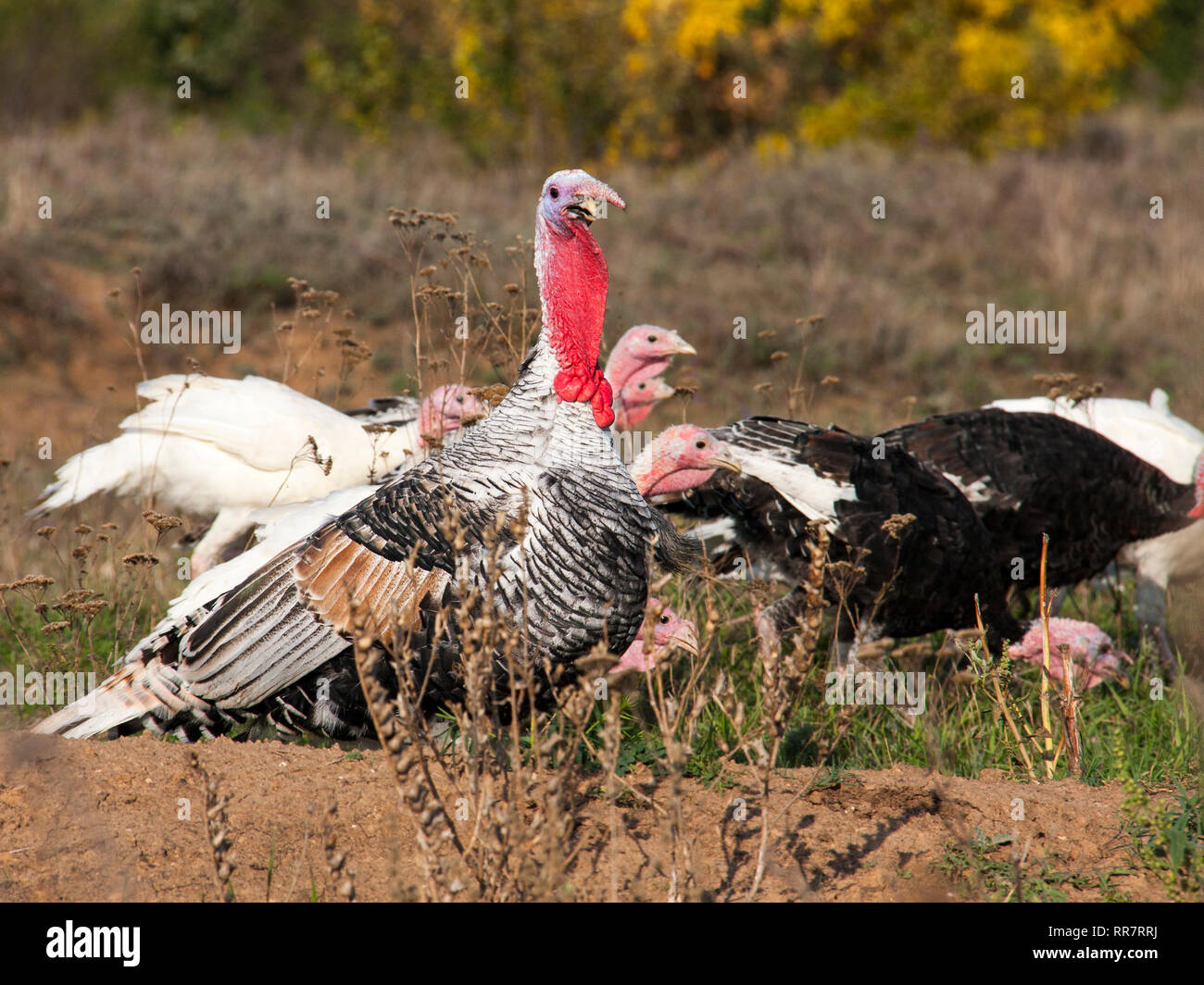 Young wild turkeys hi-res stock photography and images - Alamy