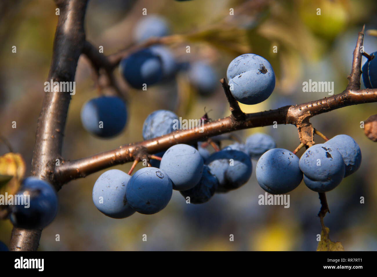 Sloe berries prunus spinosa blackthorn rosaceae hi-res stock ...