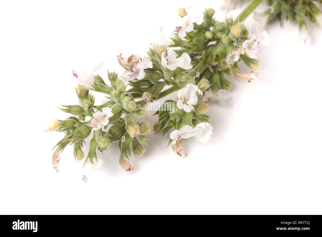 blooming sprig of lemon balm isolated on white background Stock Photo ...