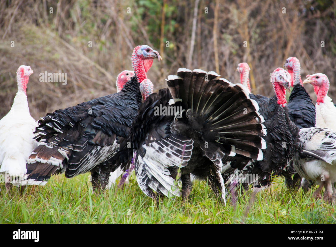 Flock of wild turkeys hi-res stock photography and images - Alamy