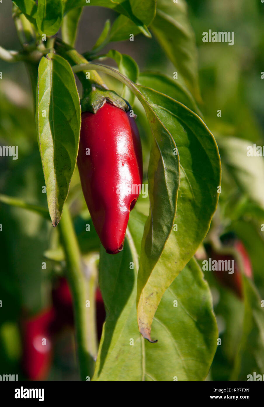 growing red hot chili pepper in green leaves Stock Photo - Alamy