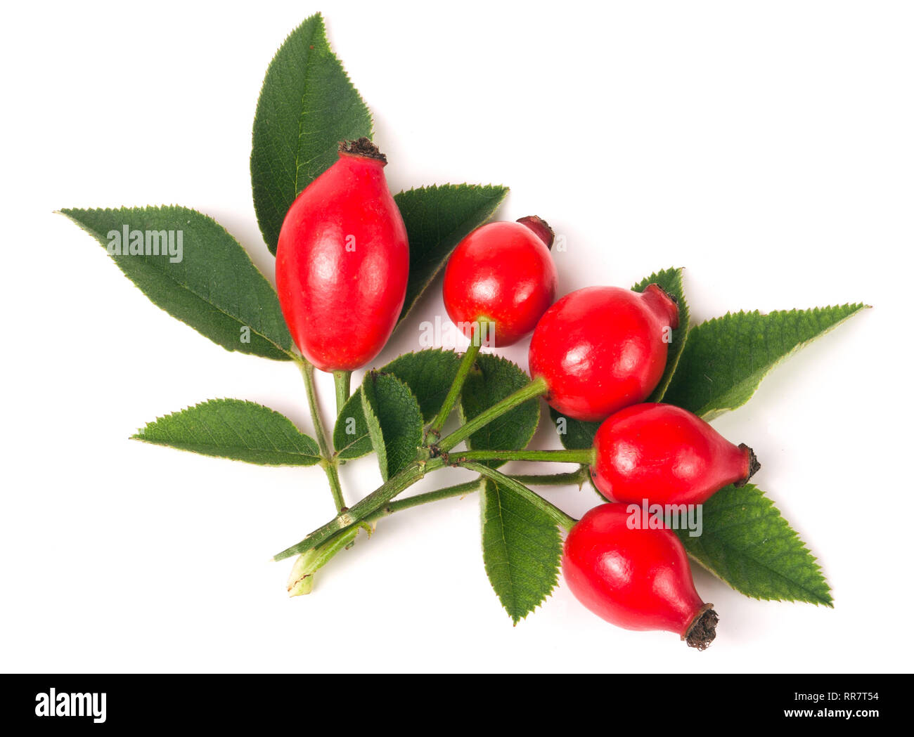 branch rosehip with leaves isolated on white background Stock Photo - Alamy