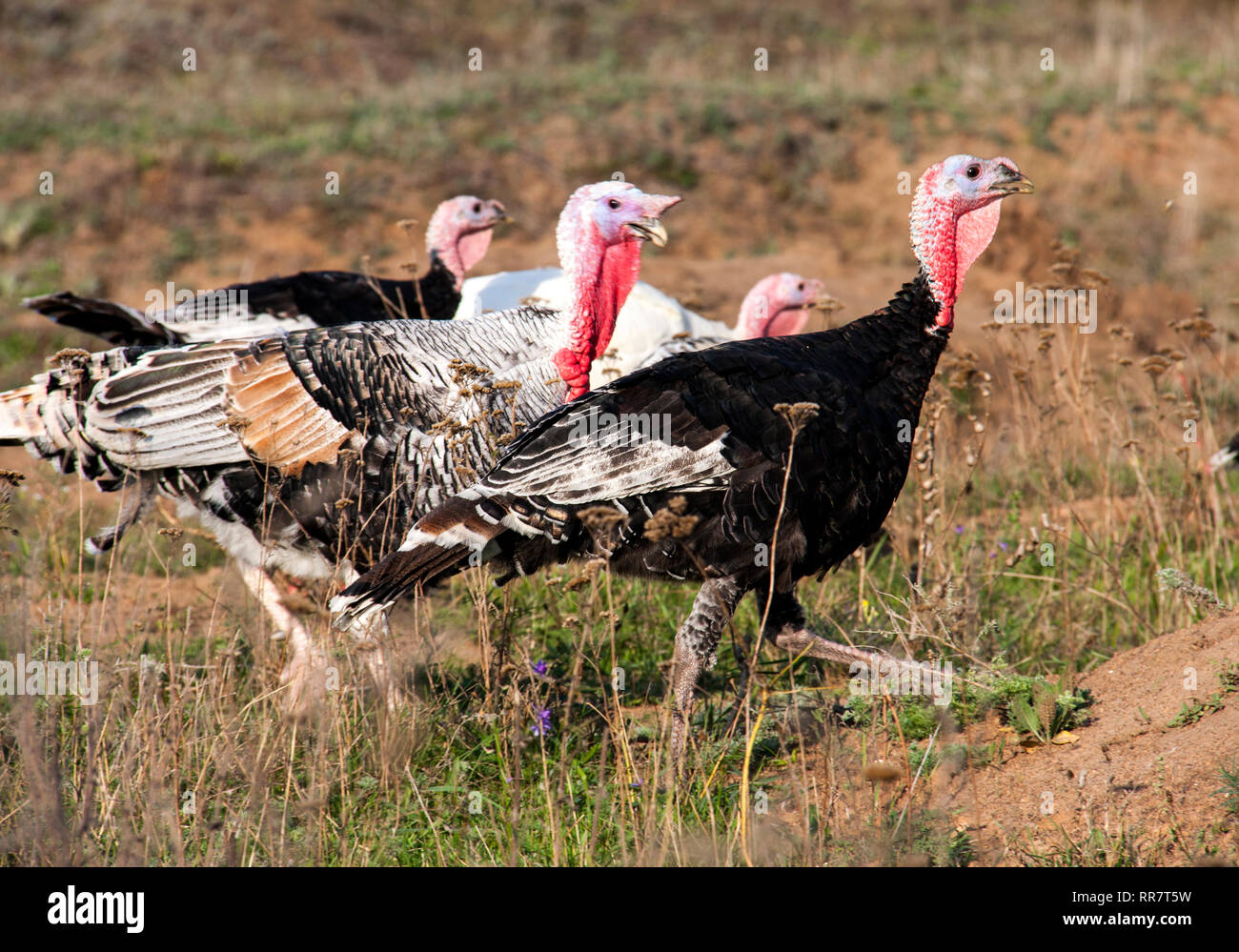 flock of turkeys grazing on the grass Stock Photo - Alamy