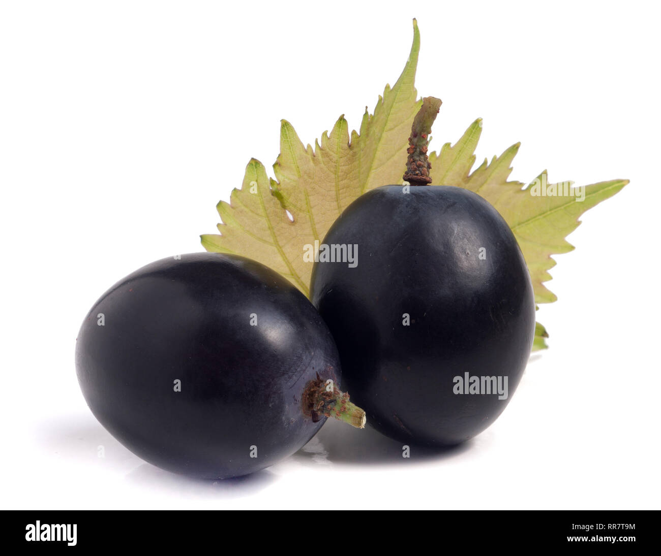 two blue grapes with leaf isolated on white background Stock Photo - Alamy