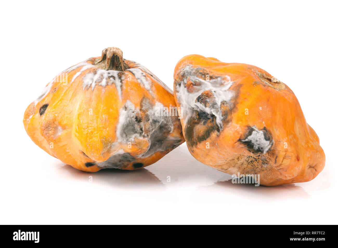 two spoiled pattypan with mold isolated on white background Stock Photo ...