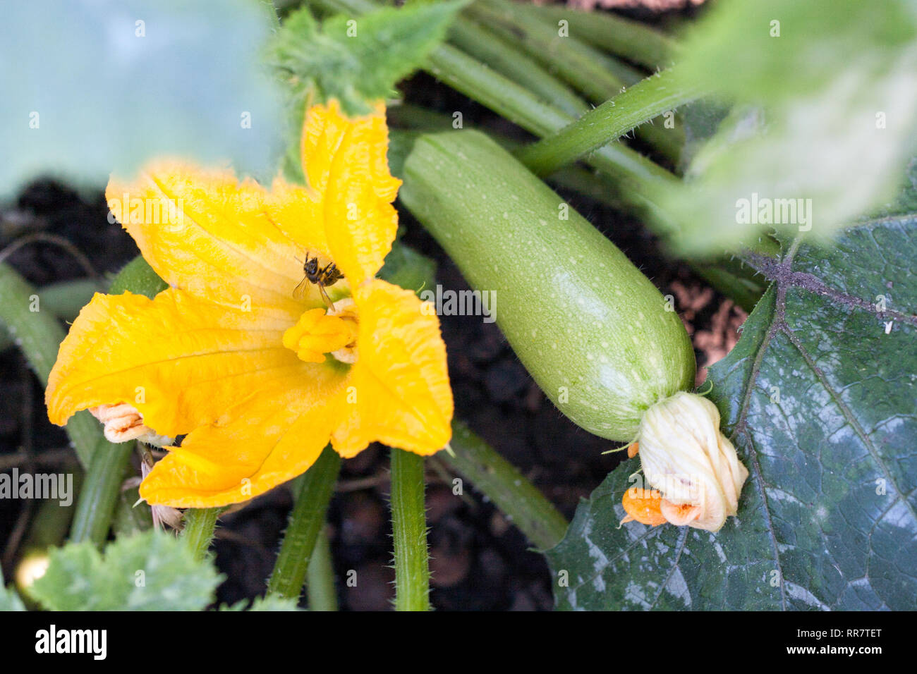 Zucchini or courgette with flowers in a vegetable garden Stock Photo ...