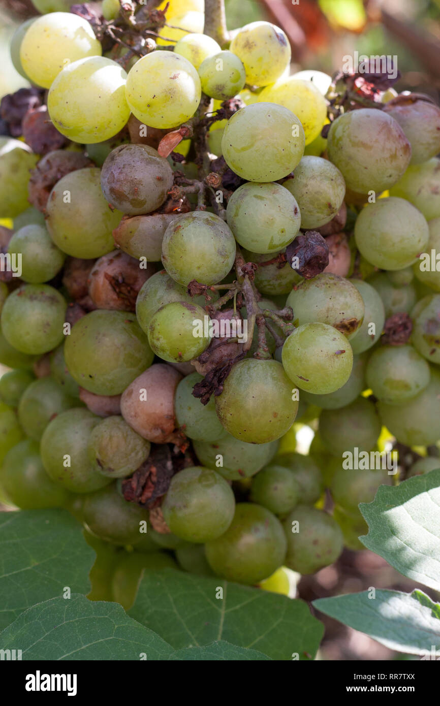 bunch of overripe rotting white grape closeup Stock Photo - Alamy