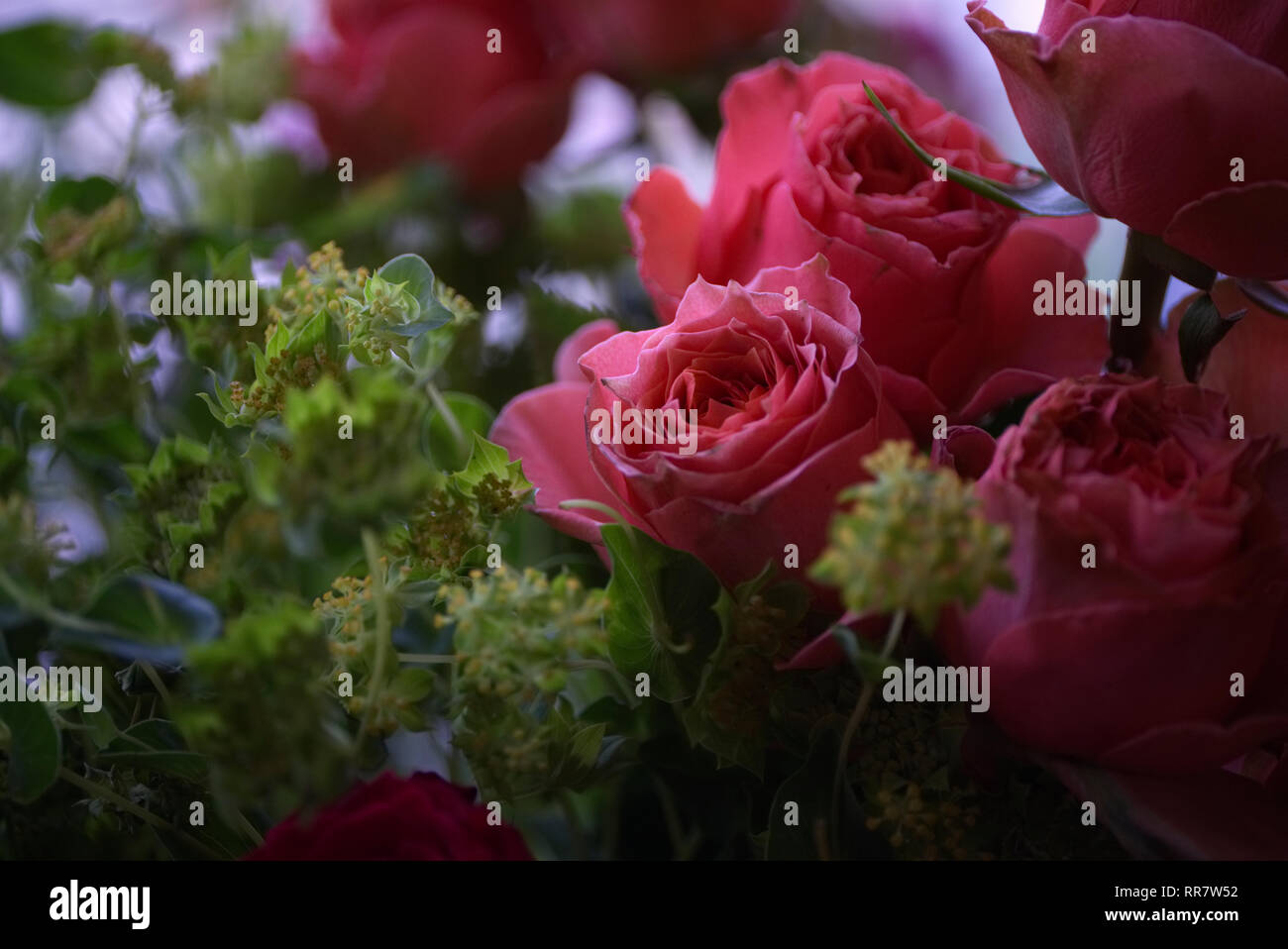 Pink Roses on display in a floral shop. Using selective focus Stock ...