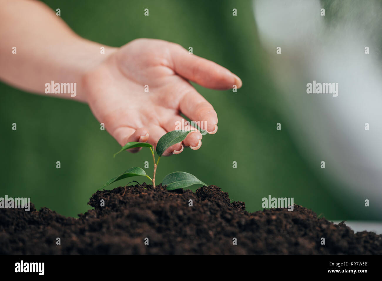 selective focus of woman touching young plant growing in ground on ...