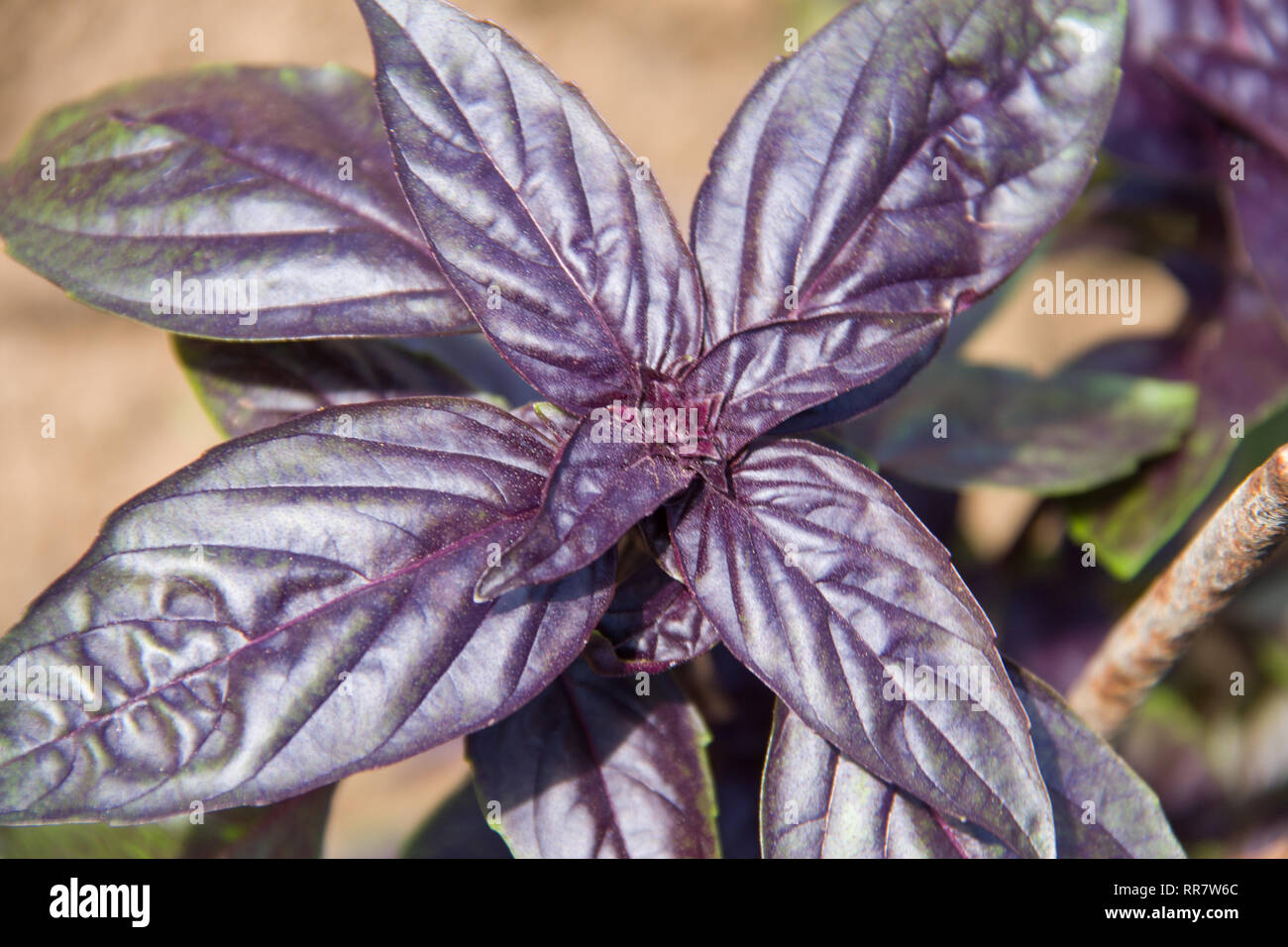 Basil background hi-res stock photography and images - Alamy