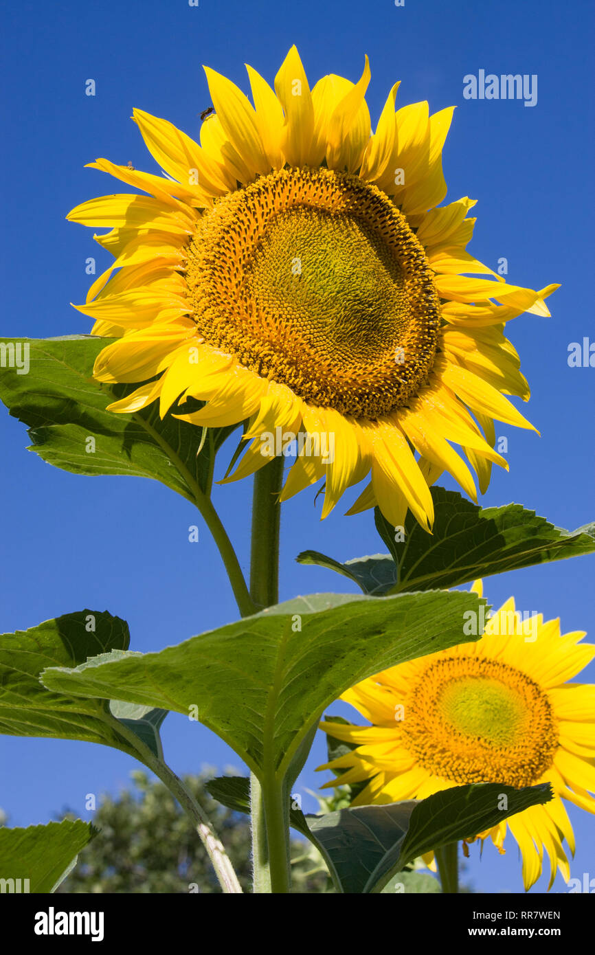 Sunflower flower field hi-res stock photography and images - Alamy