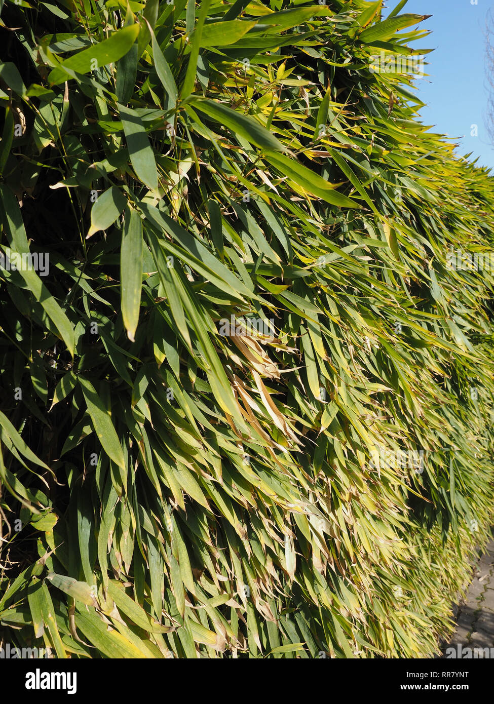 green bamboo (Bambuseae) tree leaves greenery useful as background ...