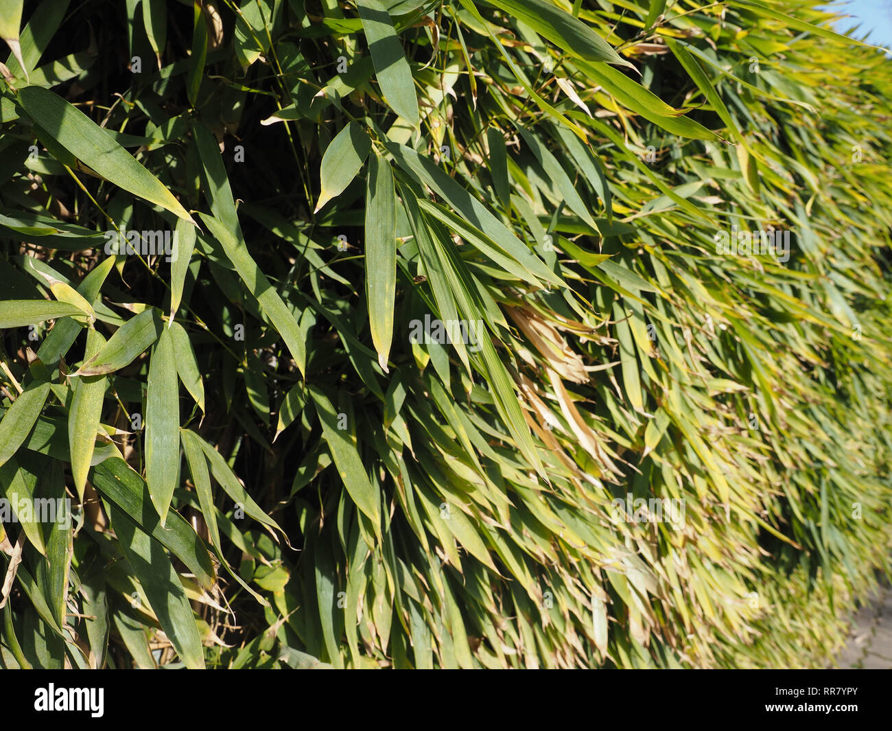 green bamboo (Bambuseae) tree leaves greenery useful as background ...