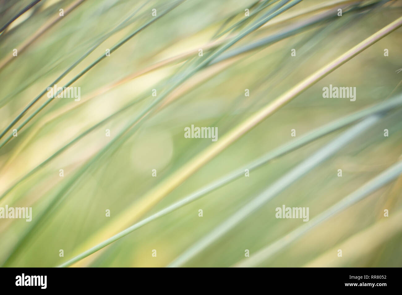 Green grasses hi-res stock photography and images - Alamy