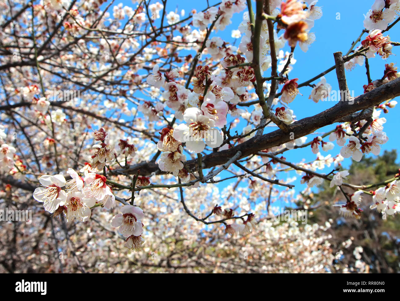 Early spring when plum blooms, Suyeong Historic Park, Busan, South ...
