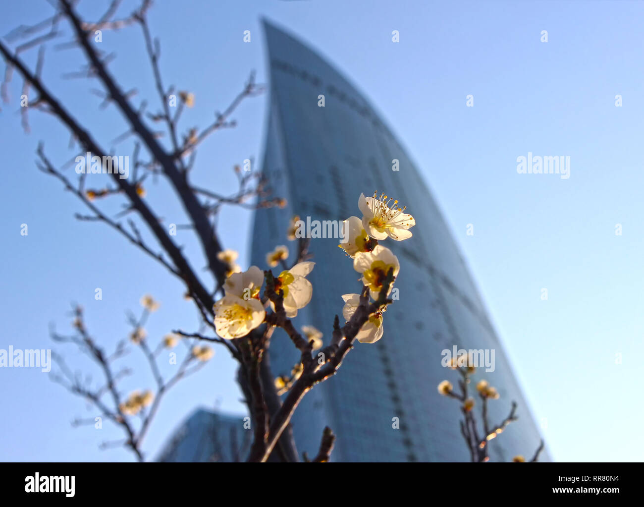 Early spring when plum blooms, Busan, South Korea, Asia Stock Photo - Alamy