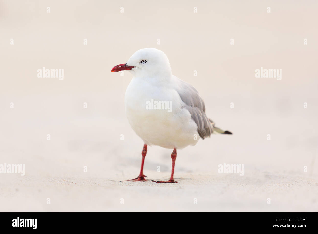 A red billed seagull on the beach Stock Photo - Alamy