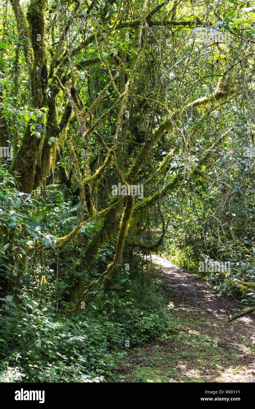 Walking path in the jungle Kenya. Kakamega Forest, Africa Stock Photo ...