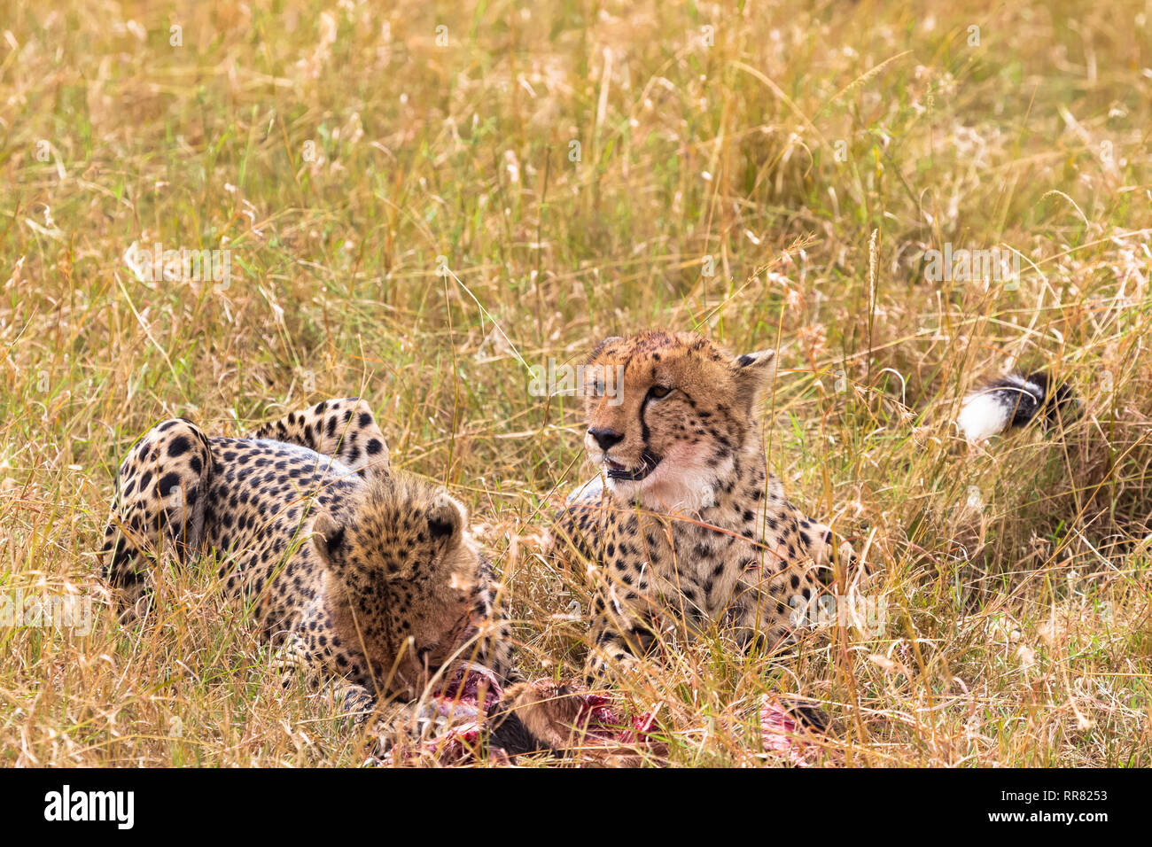 Cheetahs cat feline fast fastest spotted carnivore animals hi-res stock ...