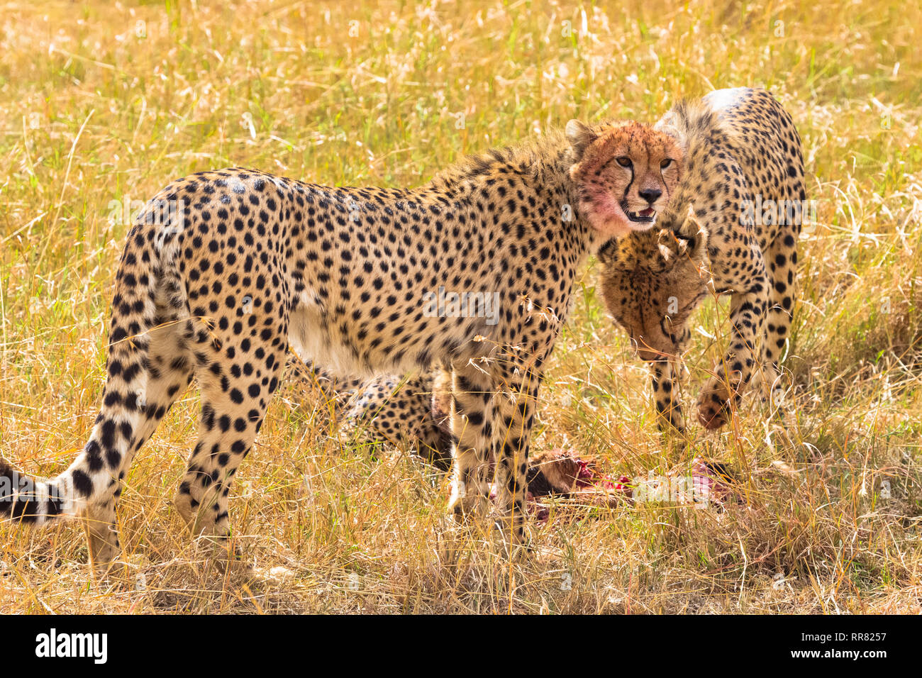 Cheetahs cat feline fast fastest spotted carnivore animals hi-res stock ...