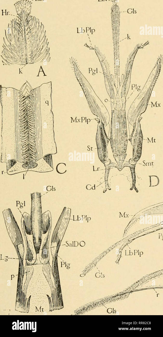 . The ABC and XYZ of bee culture; a cyclopedia of everything pertaining ...