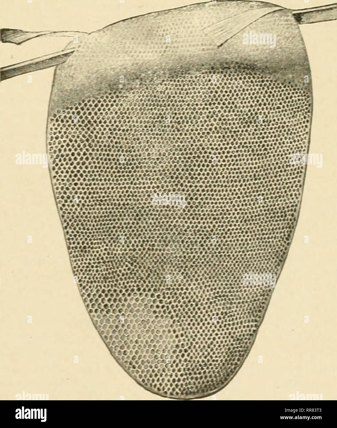 Apis indica hi-res stock photography and images - Alamy