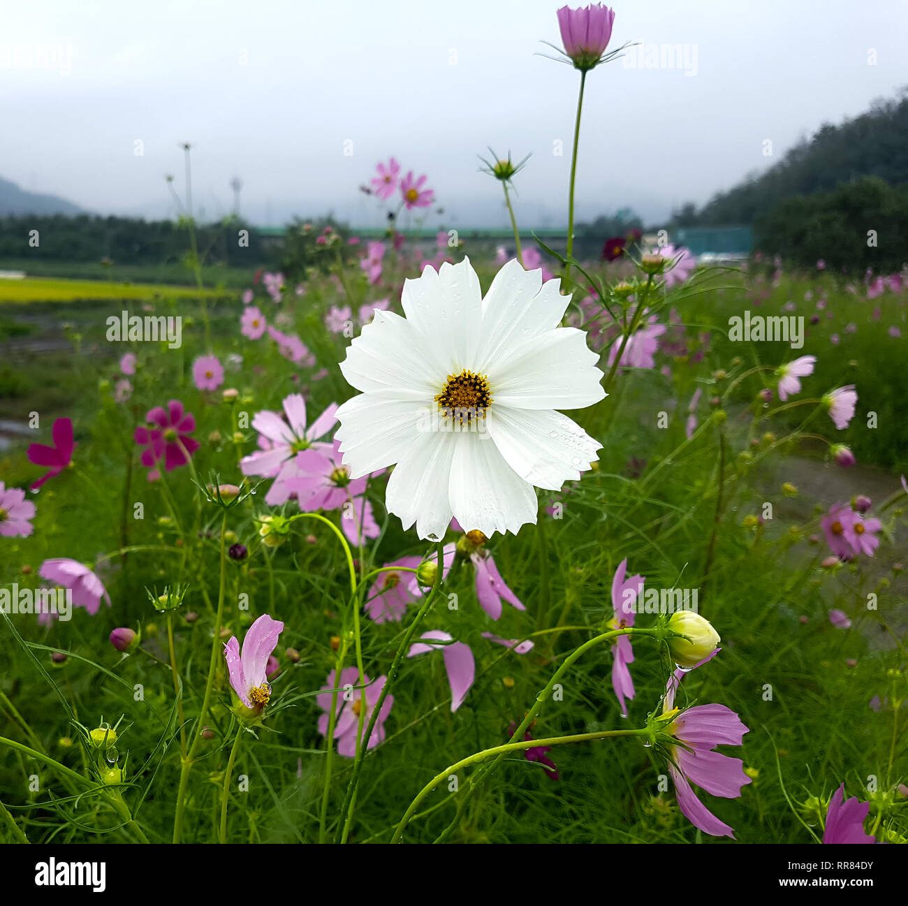 Rice paddy flower hi-res stock photography and images - Alamy