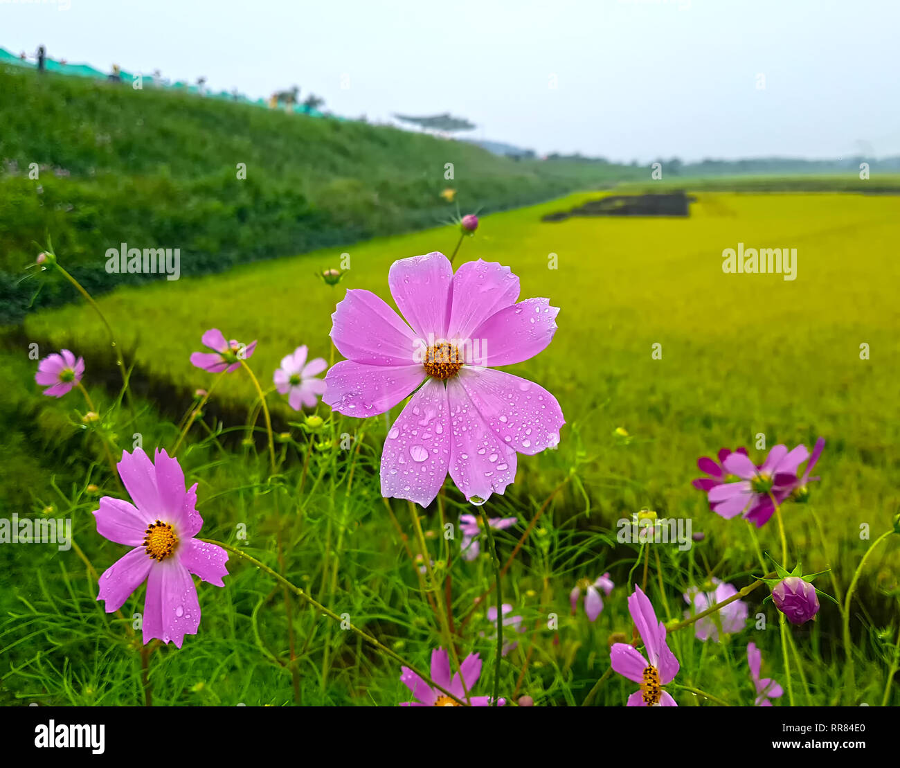 Rice paddy flower hi-res stock photography and images - Alamy