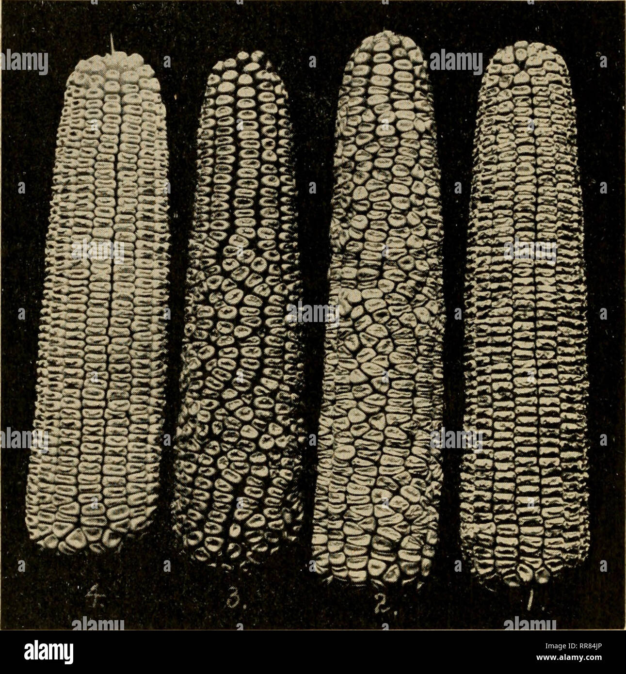 . The A B C of corn culture. Corn. SCORE CARD The score card is simply ...