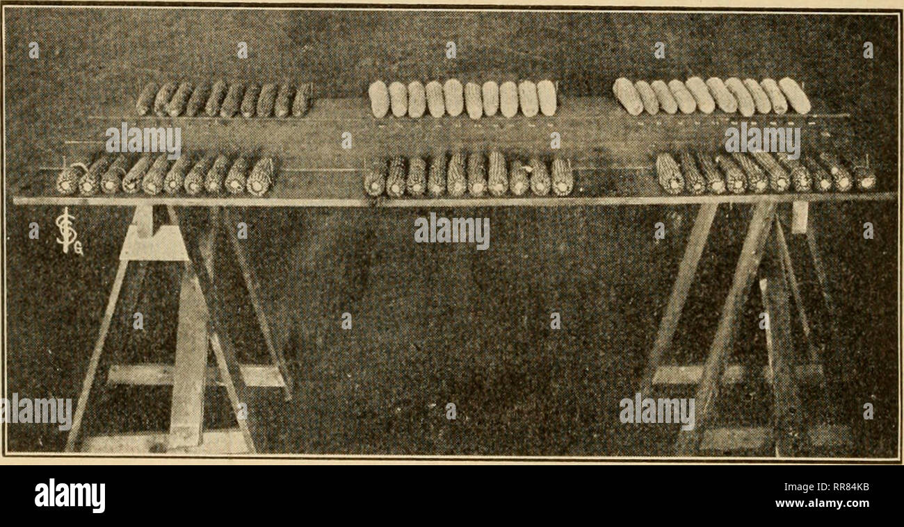 . The A B C of corn culture. Corn. they may be studied with the ear ...
