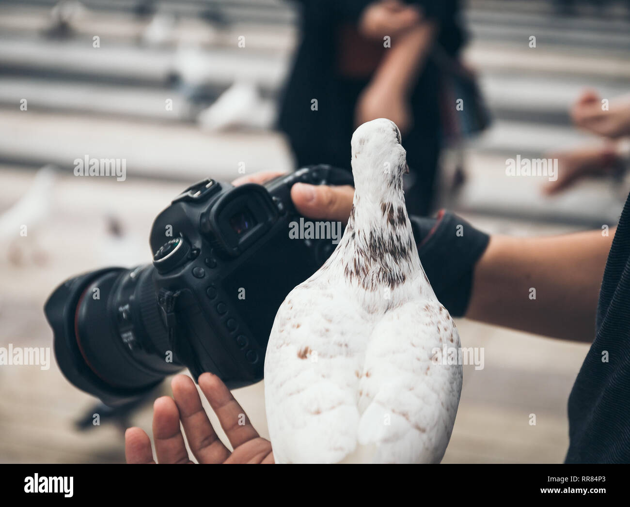 Pigeon eating feed standing on human hand. A Photographer feeds pigeons ...