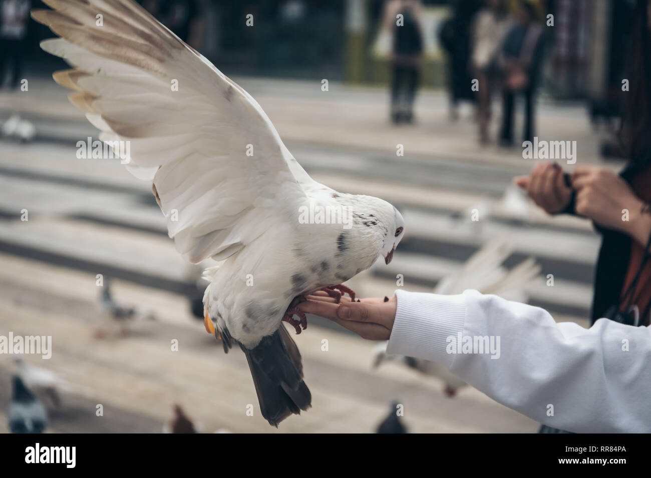 Pigeons standing on human arm hi-res stock photography and images - Alamy