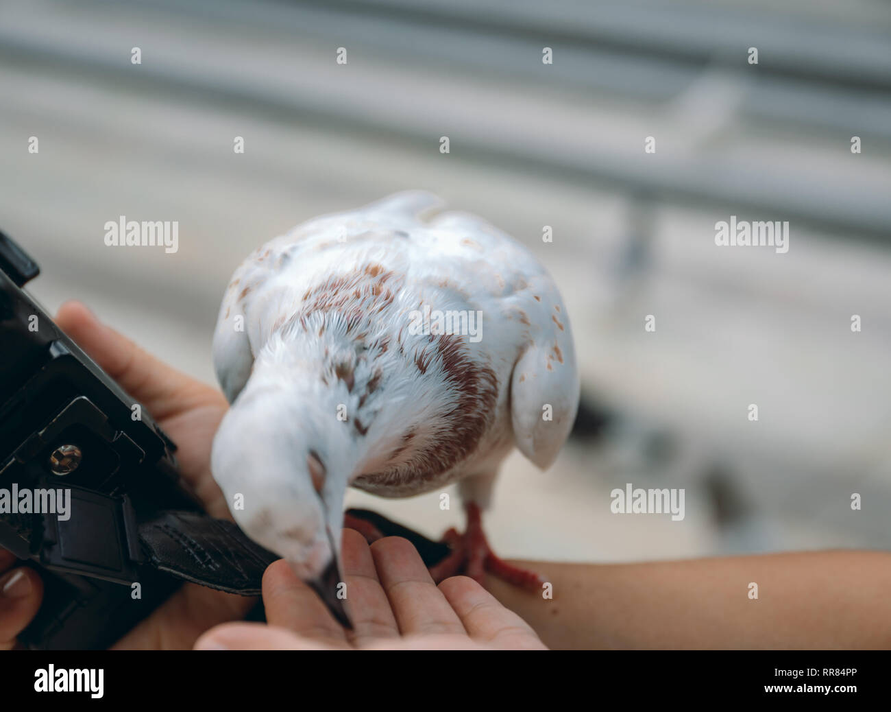 Pigeon eating feed standing on human hand. A Photographer feeds pigeons ...