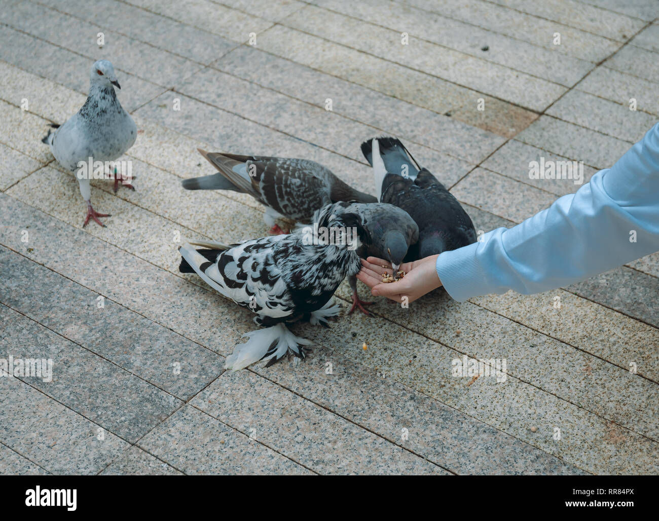Pigeon eating feed standing on human hand. A woman feeds pigeons Stock ...