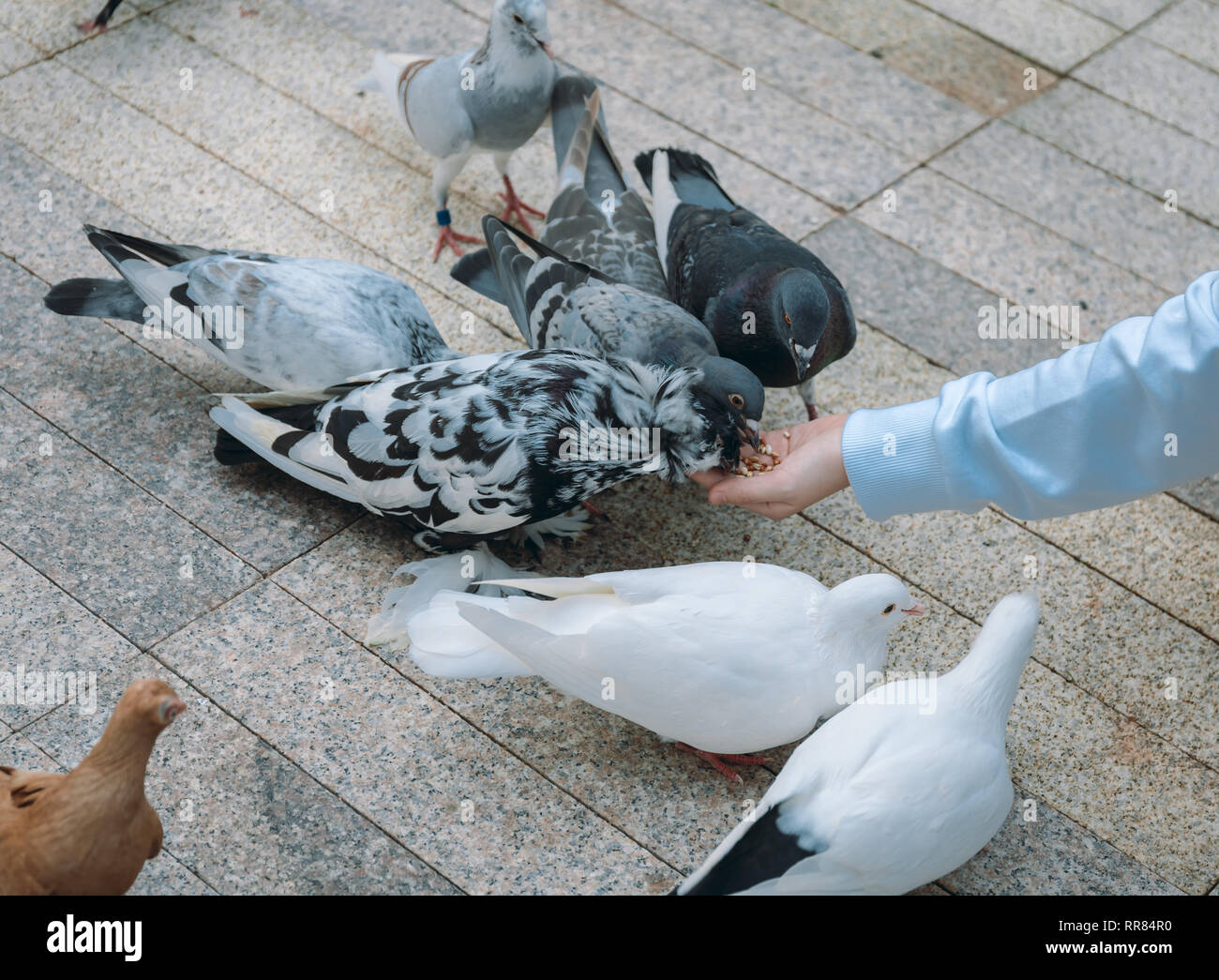 Human Pigeon High Resolution Stock Photography and Images - Alamy