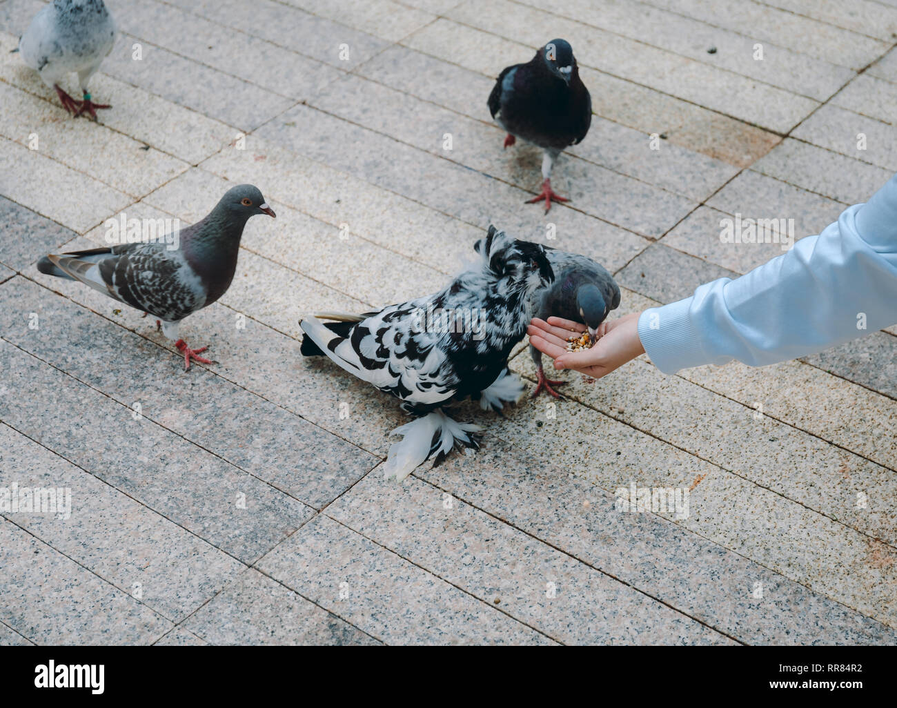 Pigeon eating feed standing on human hand. A woman feeds pigeons Stock ...