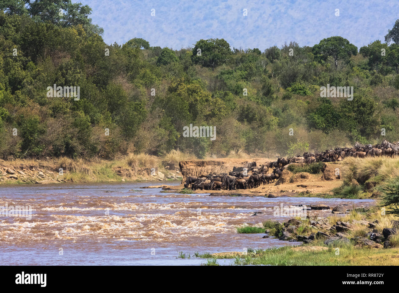 Ecotourism. Photo safari in Africa. Masai Mara, Kenya (Rev.2 Stock ...