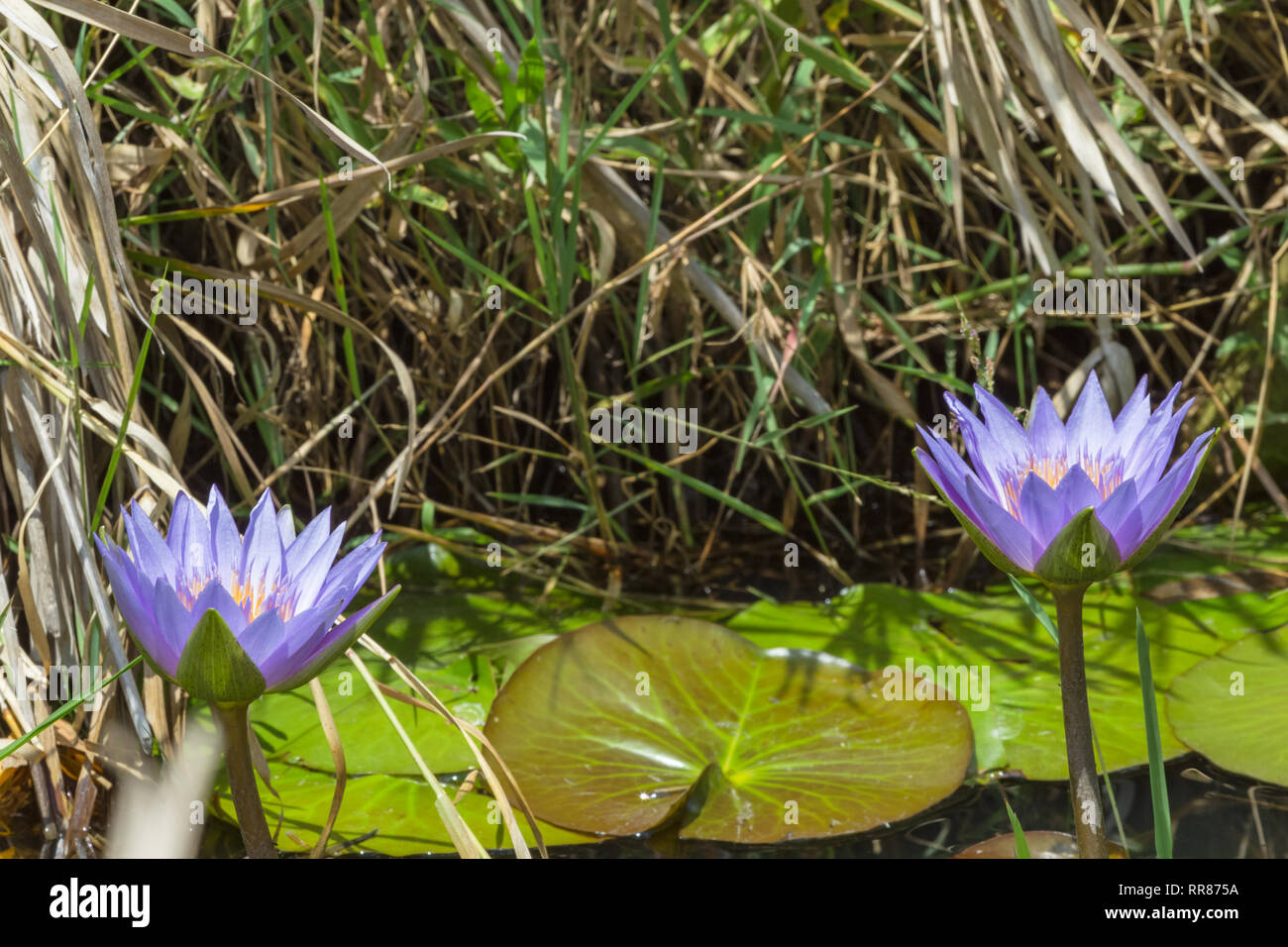 Instant snapshot of an African pond. Masai Mara, Kenya Stock Photo - Alamy