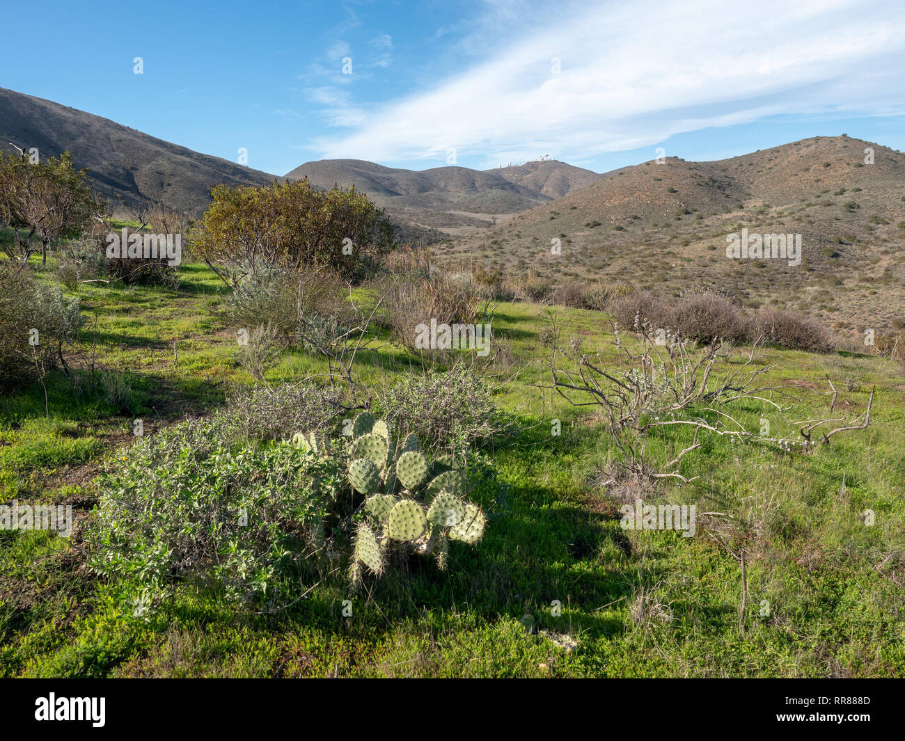 View of prickly pear cactus with navy base satellites in distance, from ...