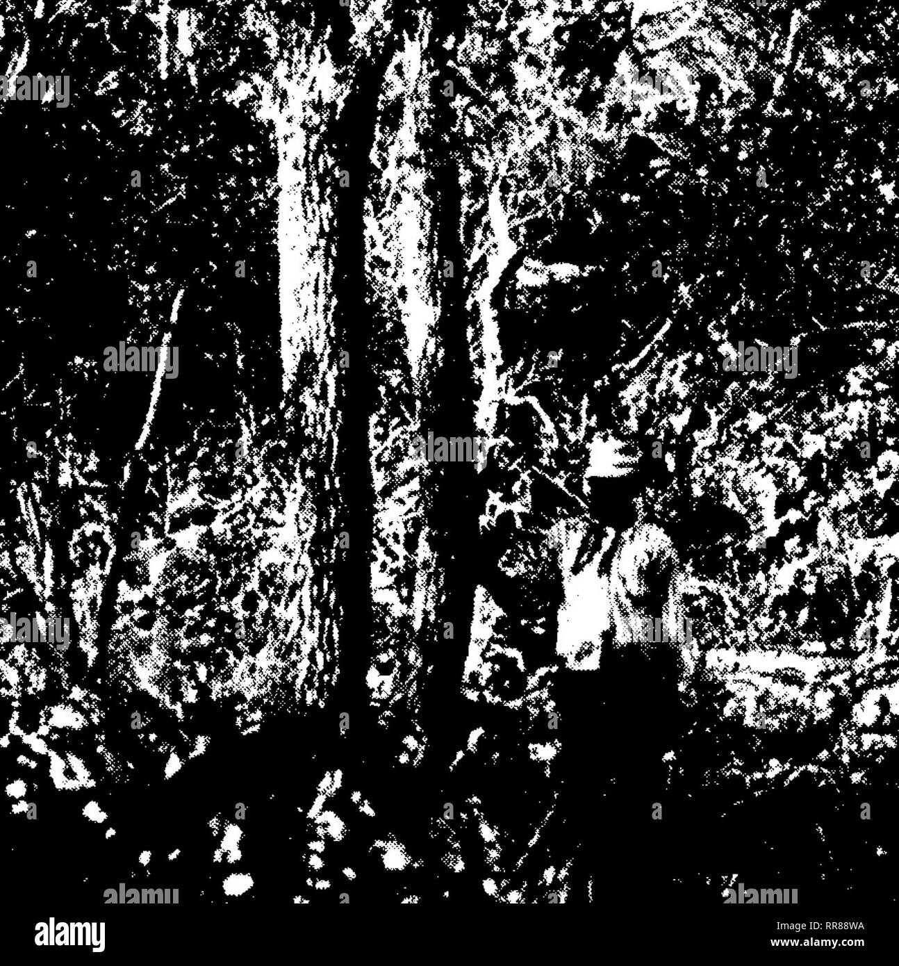 Joseph rock botanist hi-res stock photography and images - Alamy