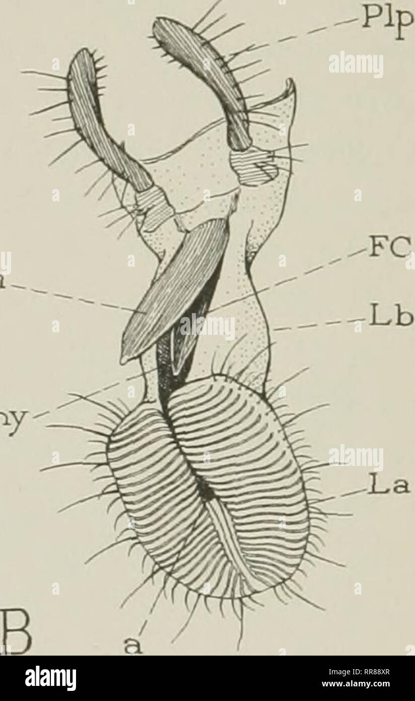 . Insects, their ways and means of living. Insects. Ant Plp- Prb Lm ...