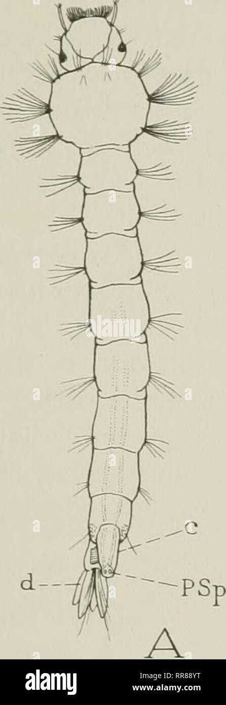 Hypopharynx Insect