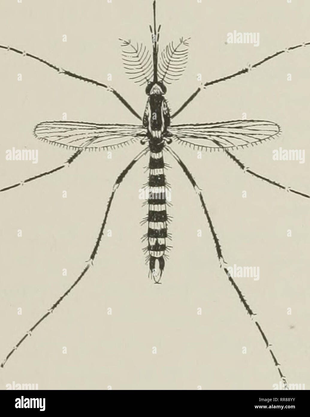 . Insects, their ways and means of living. Insects. MOSQUITOES AND ...
