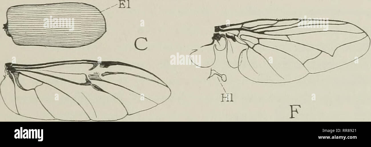 Halter wing hi-res stock photography and images - Alamy