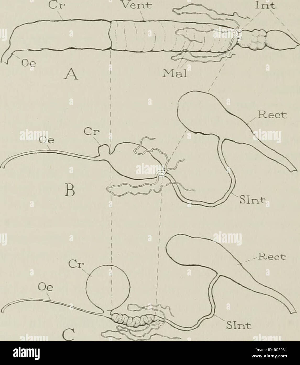 . Insects, their ways and means of living. Insects. INSECTS tubular ...